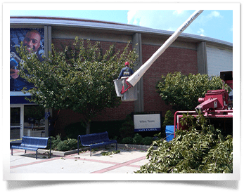 Tree Pruning Friendly Tree