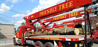 Tree Services & Removal | Friendly Tree