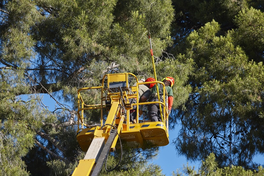 What Is A Certified Arborist Friendly Tree Service