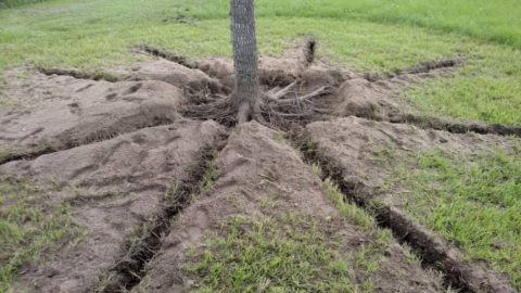 Air Spade Services: What to Expect | Friendly Tree Service